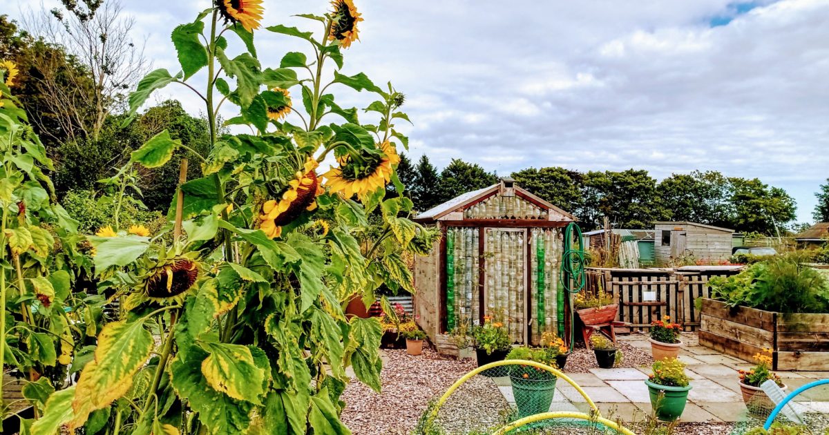The Community Garden Festival - Aberdeen - Cfine